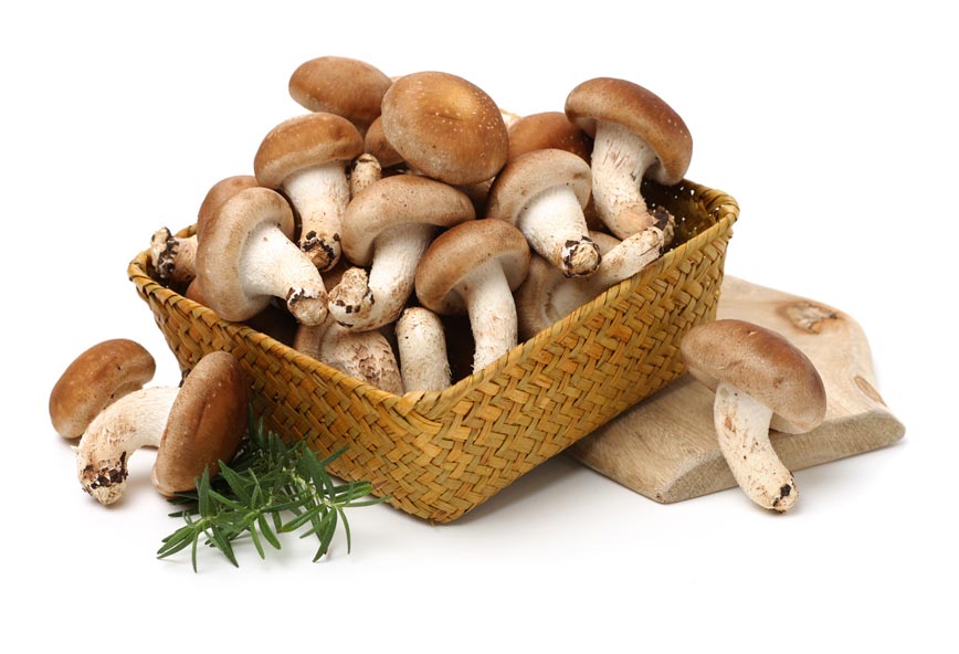 Pilzleitfaden zum Frischegrad vom Pilzsorten