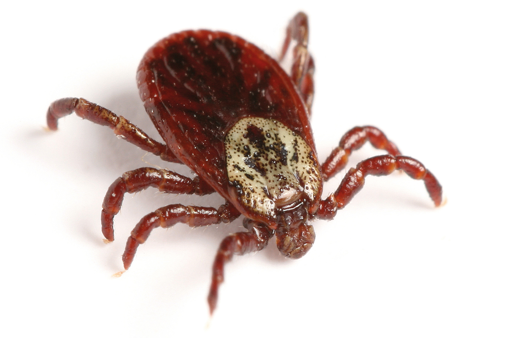 Leitlinien-Update zur FSME