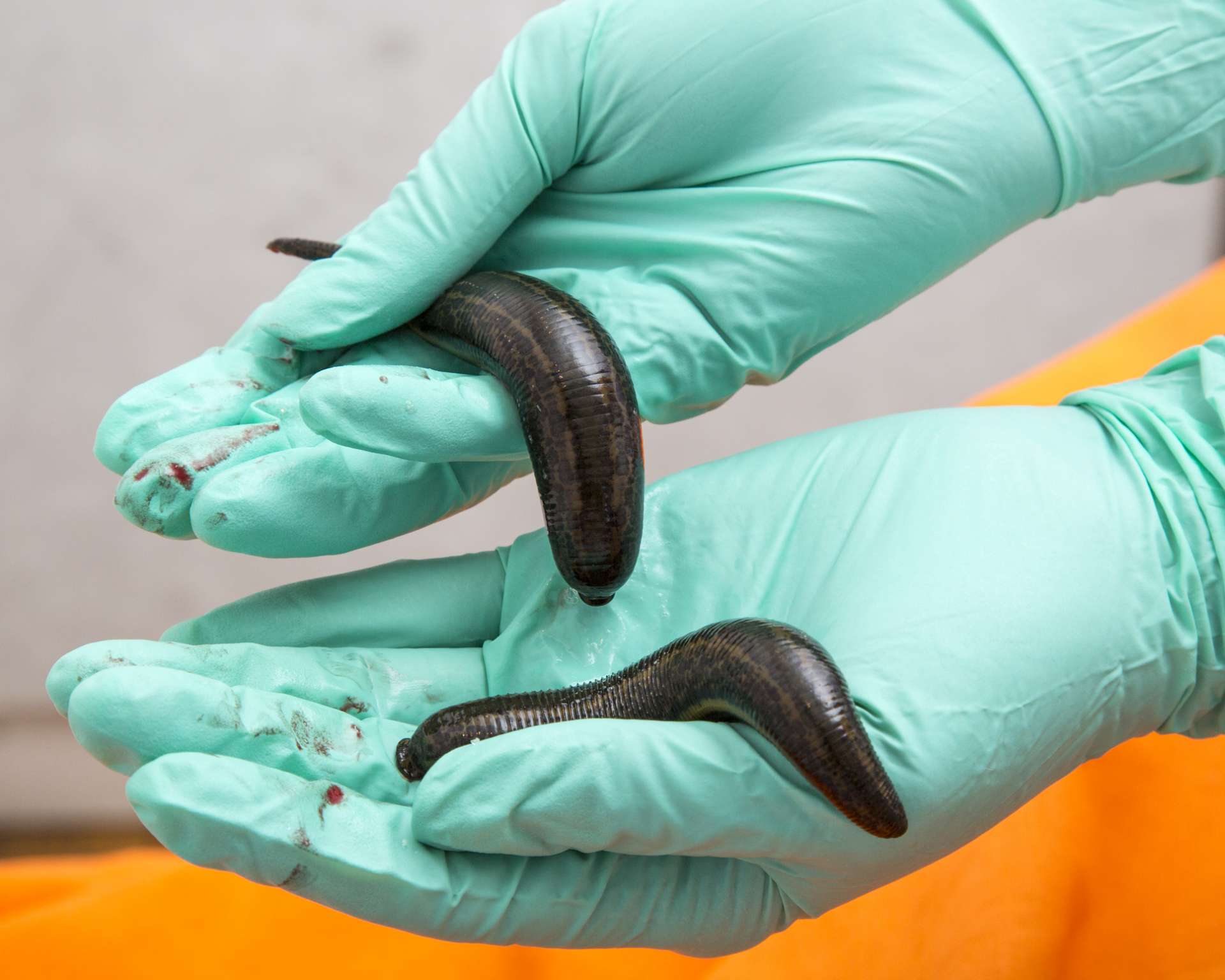 Egel als Schmerztherapeuten