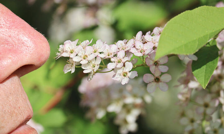 Der Geruchssinn als Biomarker