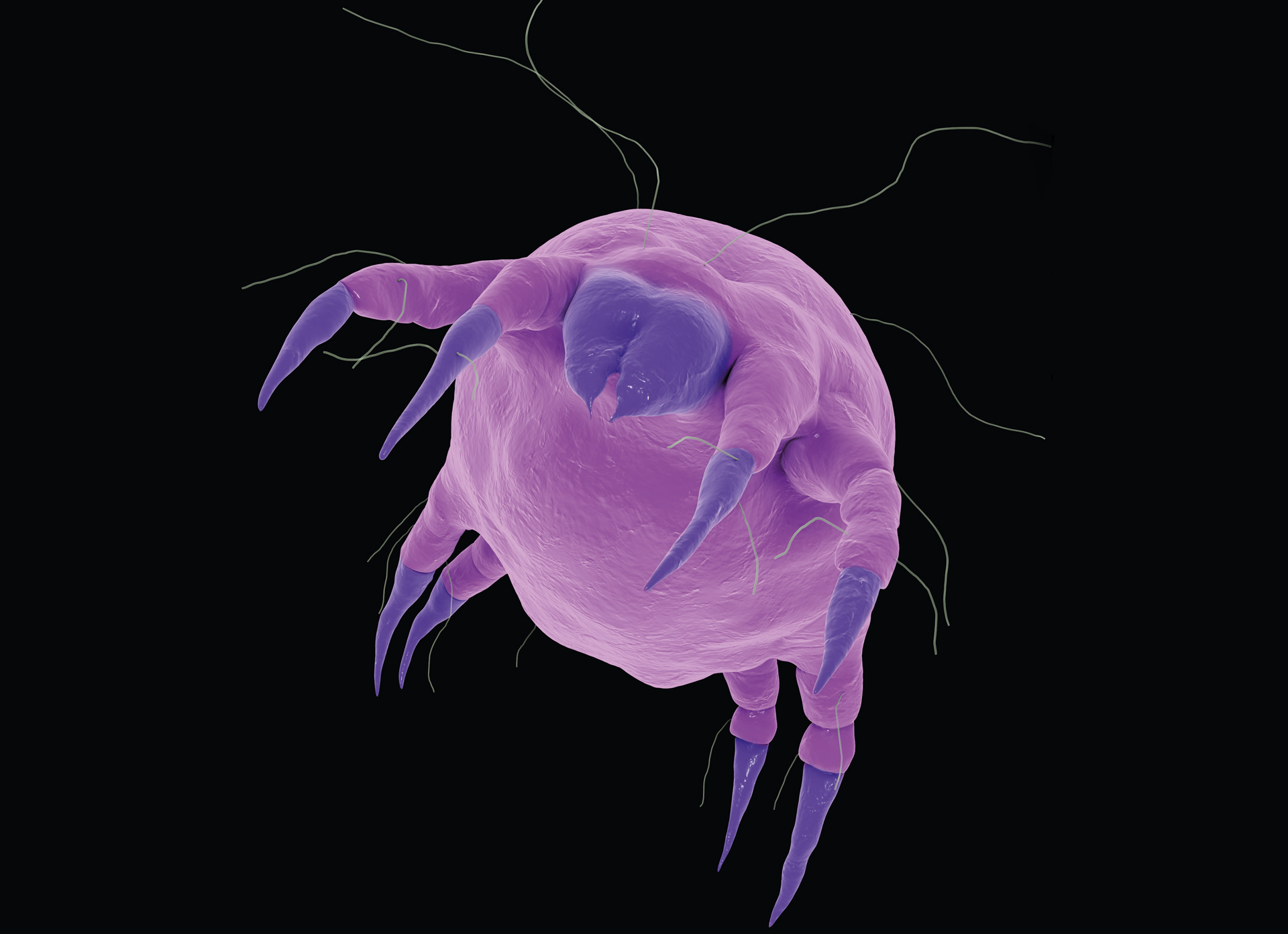 Hausstaubmilbenallergie|Clinicum Pneumo